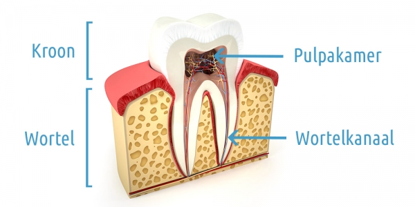 Verwijspraktijk Lier | Endodontologie